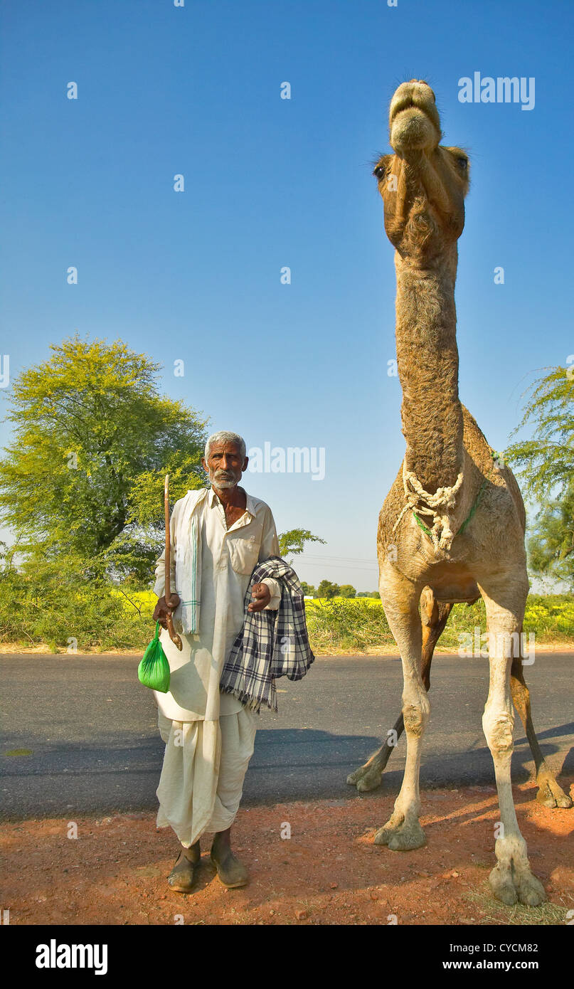 A TALL CAMEL. POSES WITH HIS MASTER ON A RURAL INDIAN ROAD IN RAJASTHAN ...
