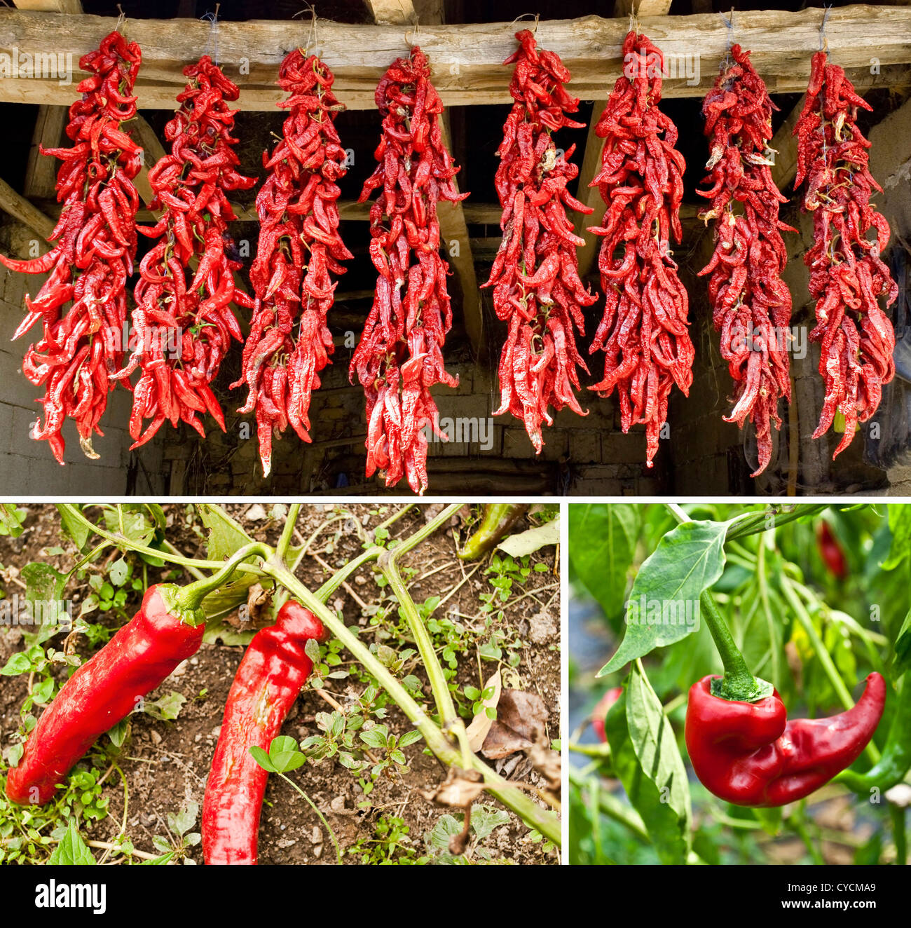 Whole vegetable collage hi-res stock photography and images - Alamy