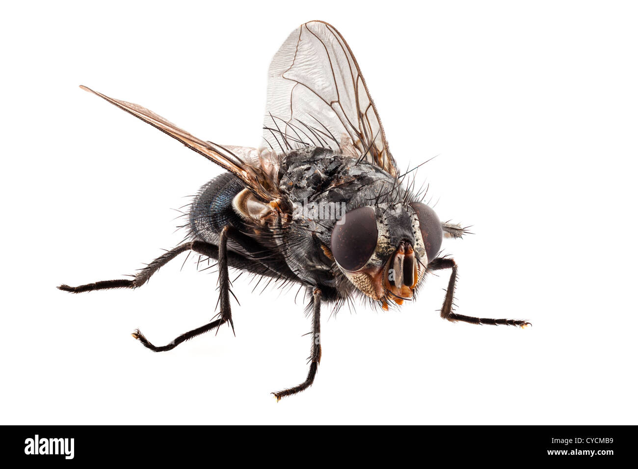 blue bottle fly species calliphora vomitoria Stock Photo - Alamy