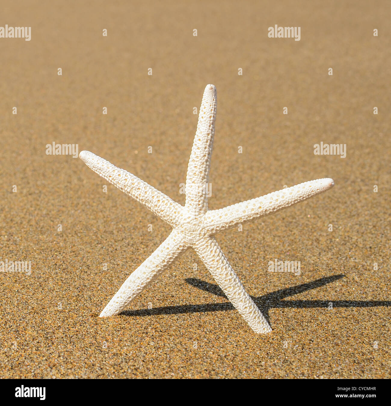 Star shell on sandy beach close-up Stock Photo - Alamy
