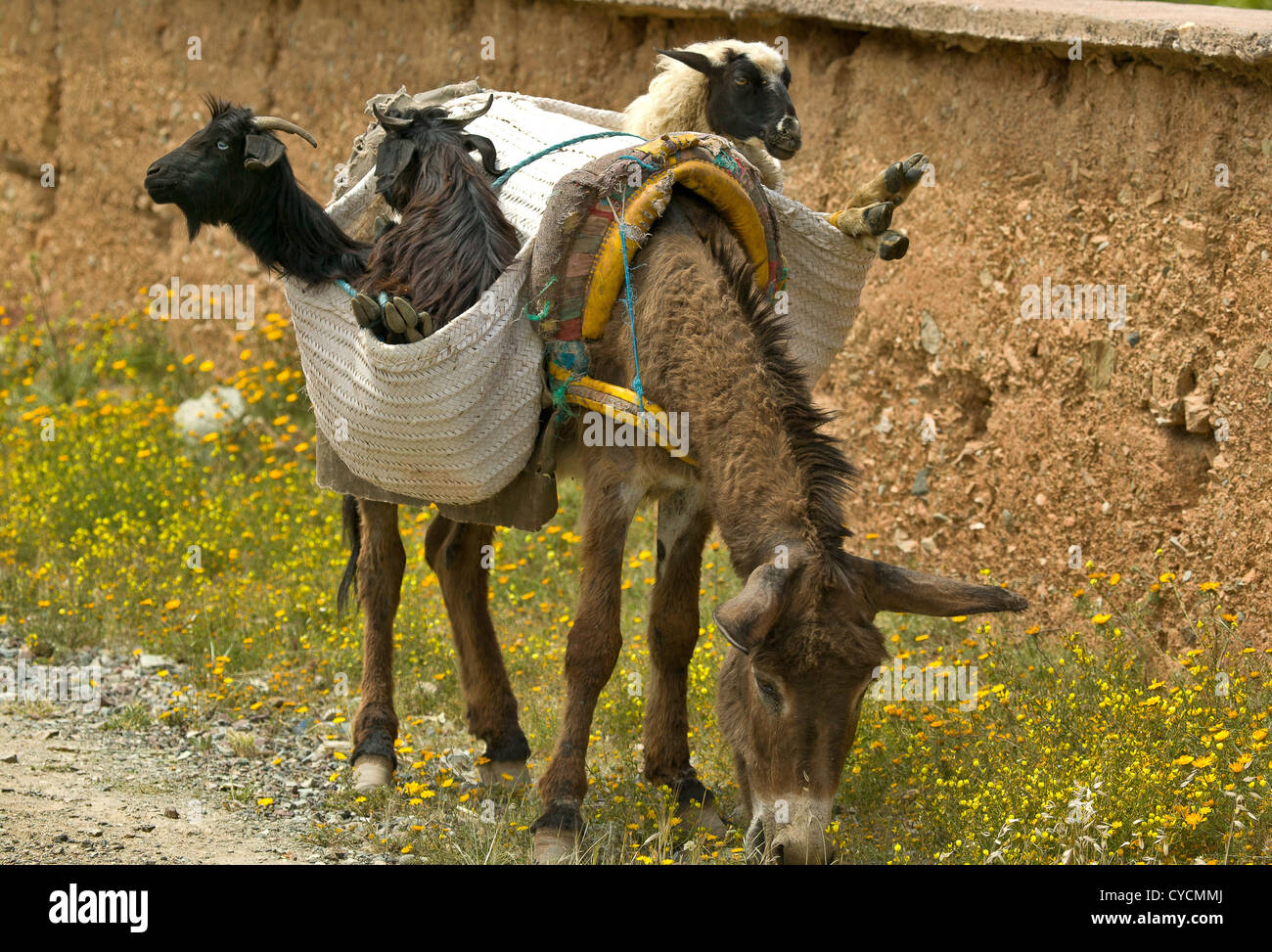 SHEEP AND GOATS CARRIED BY THE DONKEY TO A MARKET IN MOROCCO Stock Photo - Alamy