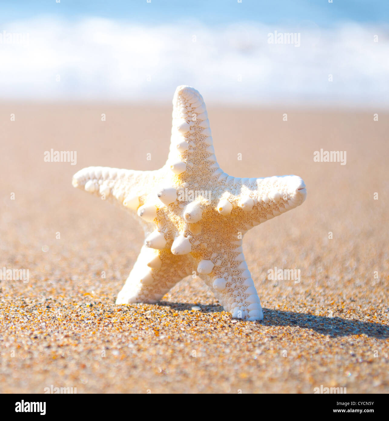 White sea star shell on sand Stock Photo - Alamy
