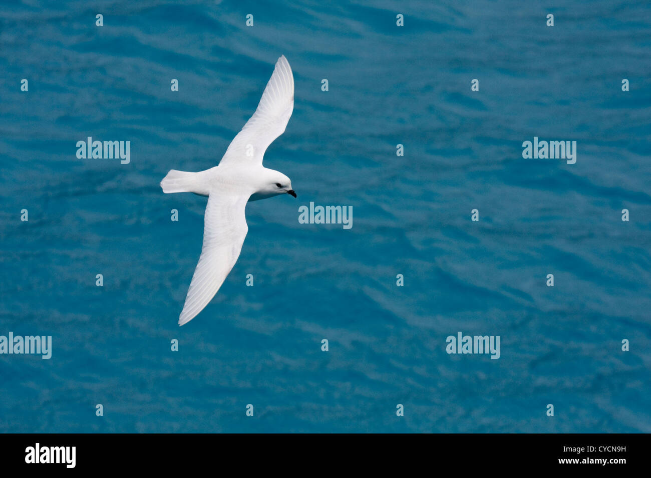 A brilliant white snow petrel flying against the deep blue water of ...