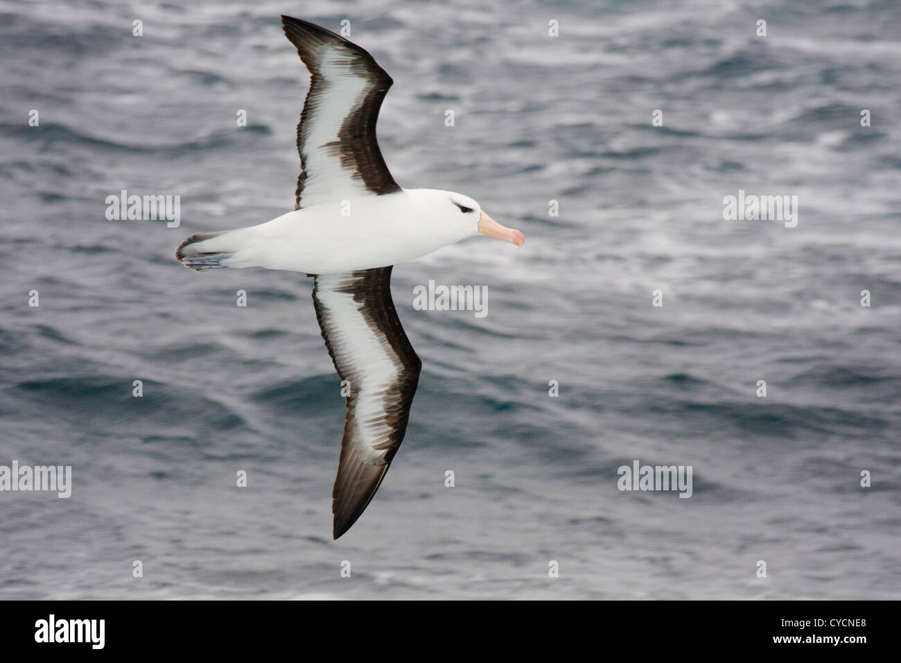 Black-browed Albatross flying at Sea Stock Photo - Alamy