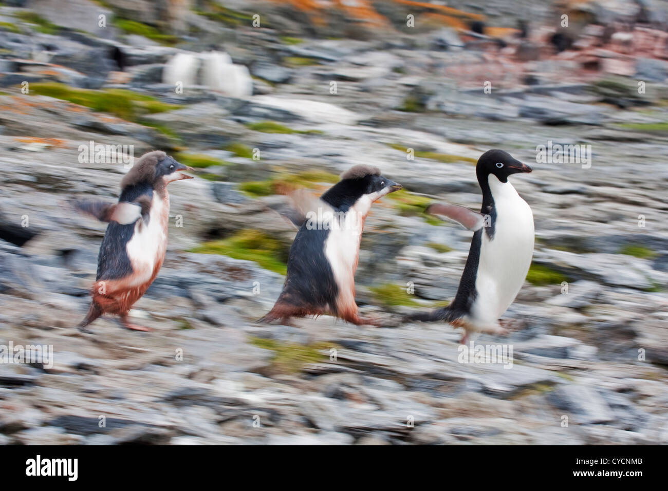 Chick chase hi-res stock photography and images - Alamy