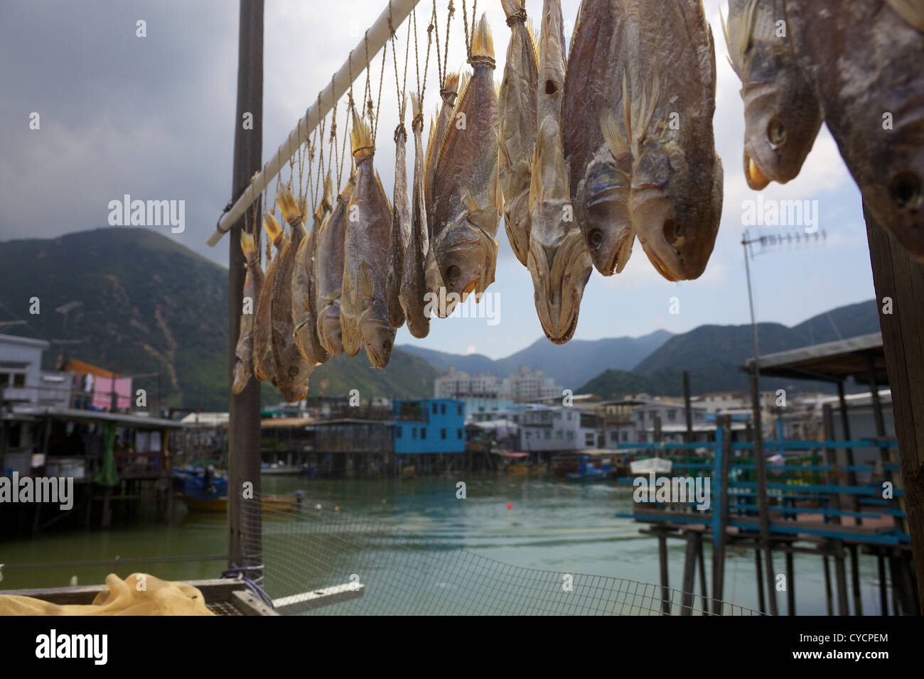 Tai fish hi-res stock photography and images - Alamy