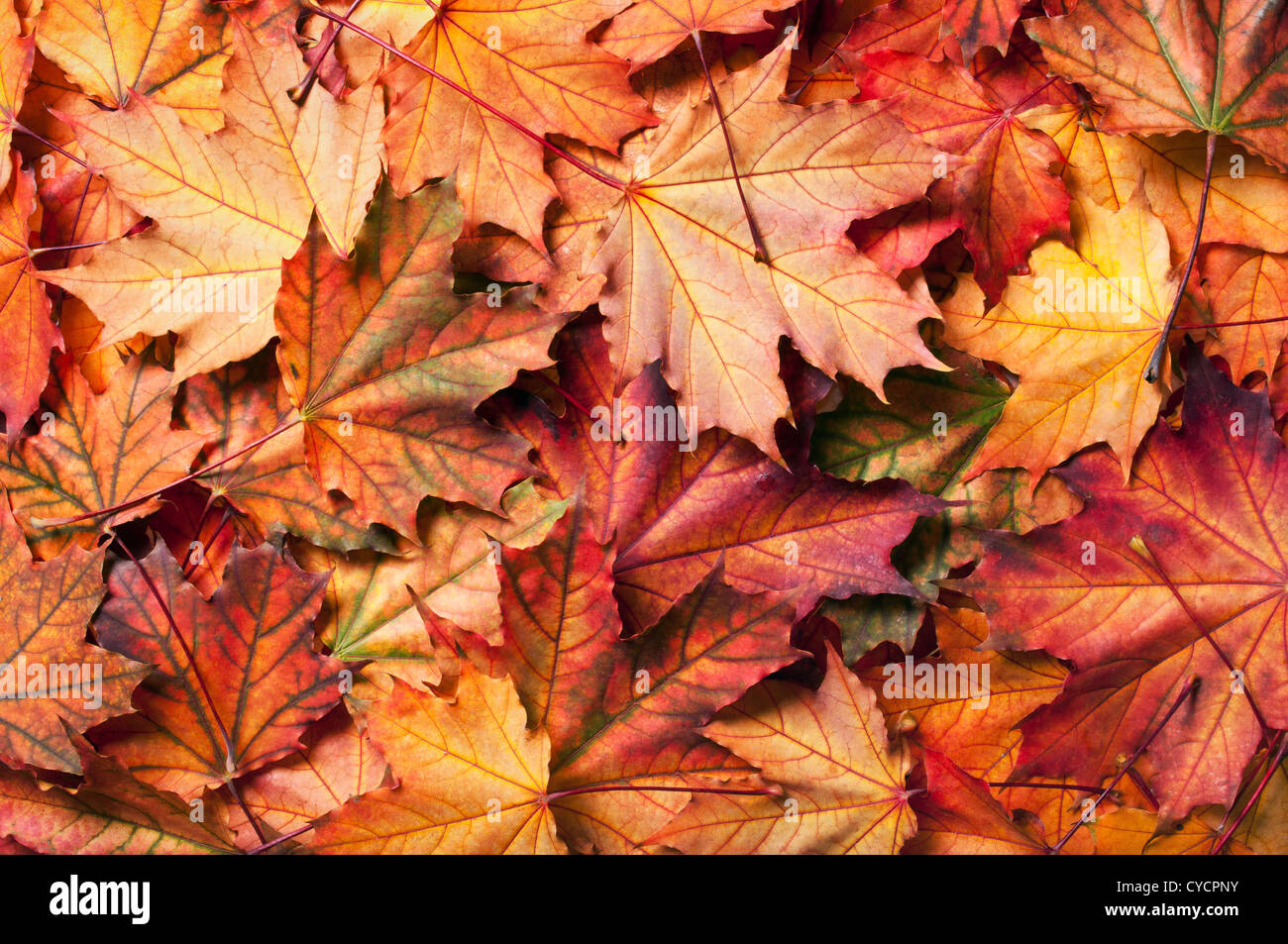 autumn background with maple leaves Stock Photo - Alamy