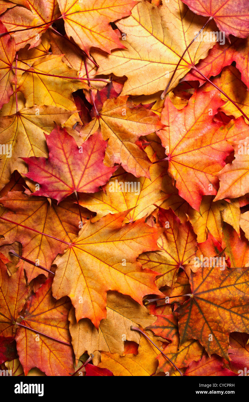 autumn background with maple leaves Stock Photo - Alamy