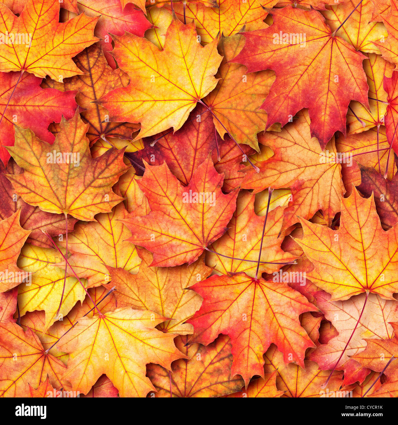 Autumn maple leaves texture hi-res stock photography and images - Alamy