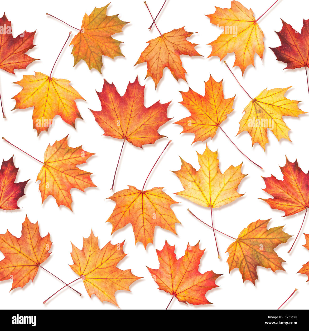Seamless texture of maple Cut Out Stock Images & Pictures - Alamy
