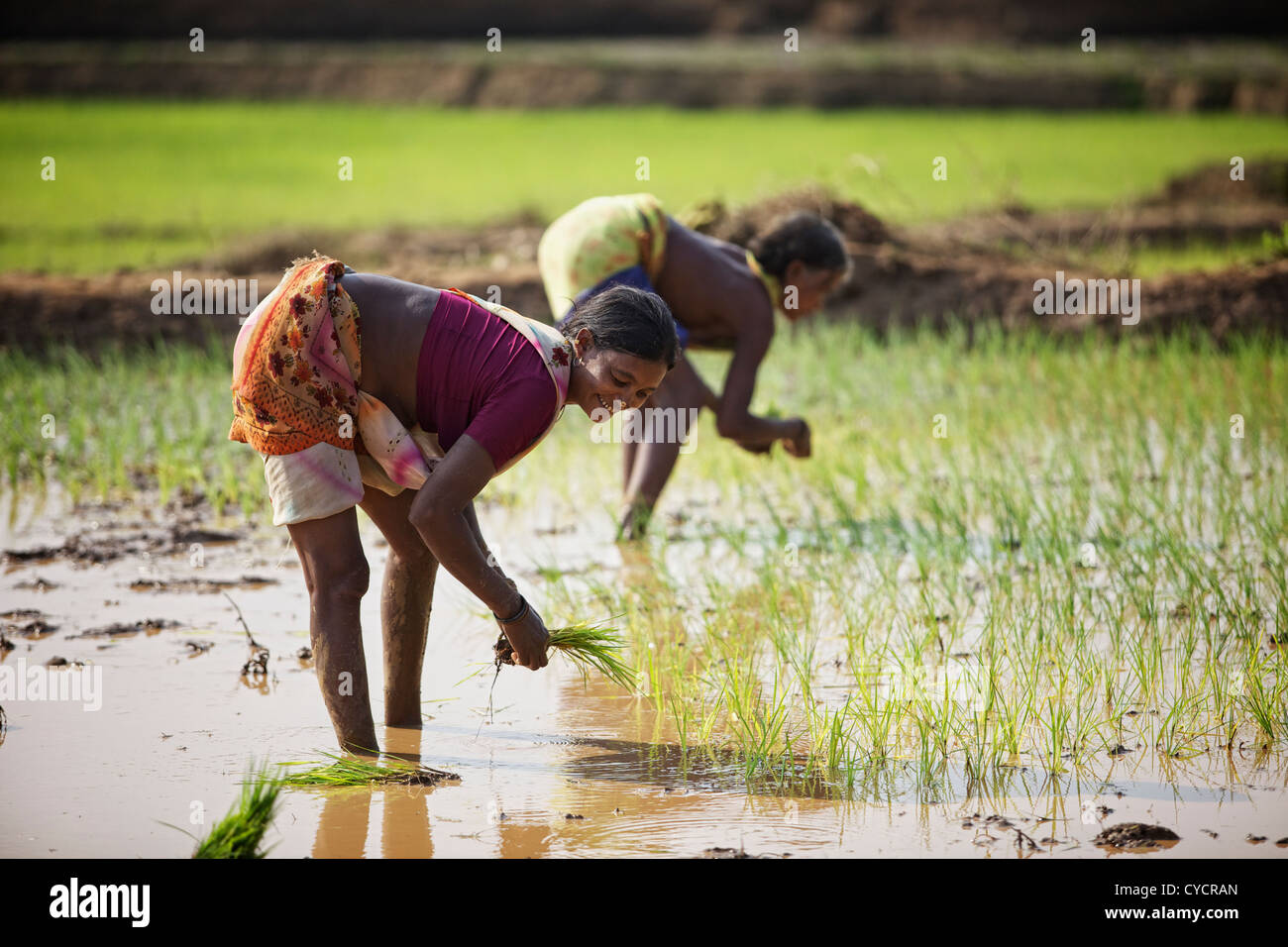 Indian women planting rice Stock Photo - Alamy