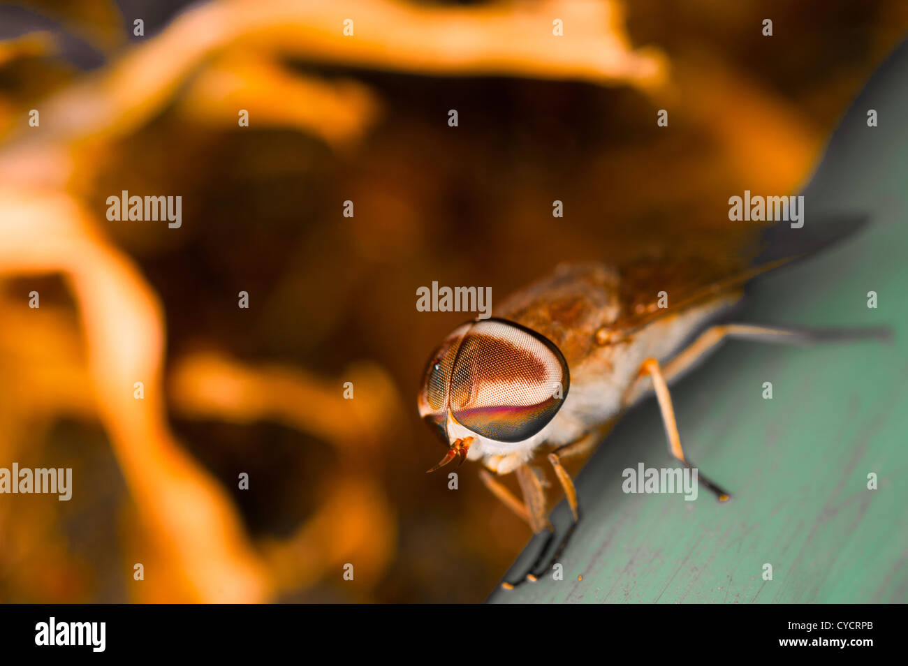 Eye of a fly hi-res stock photography and images - Alamy