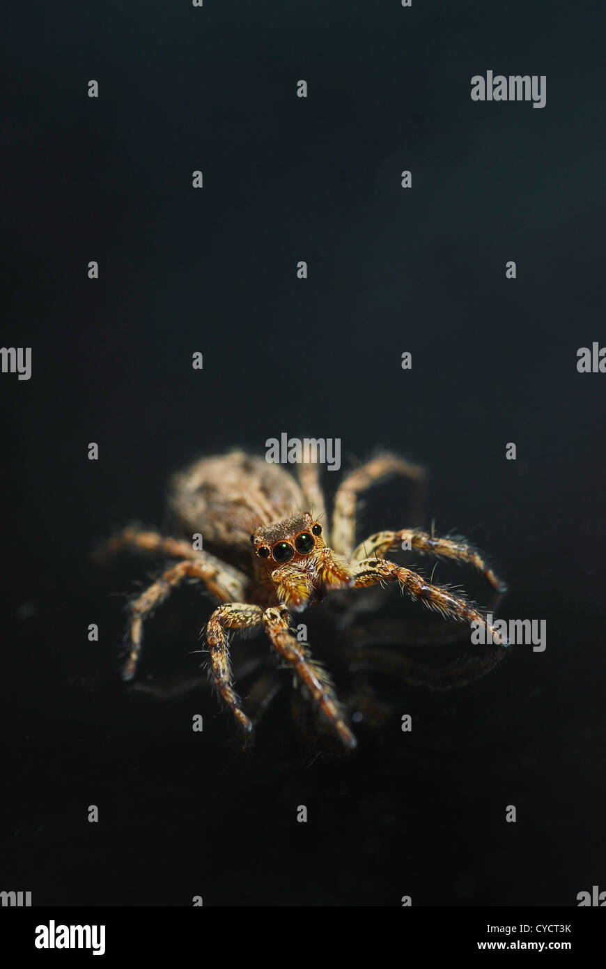 Jumping spider on black background Stock Photo - Alamy