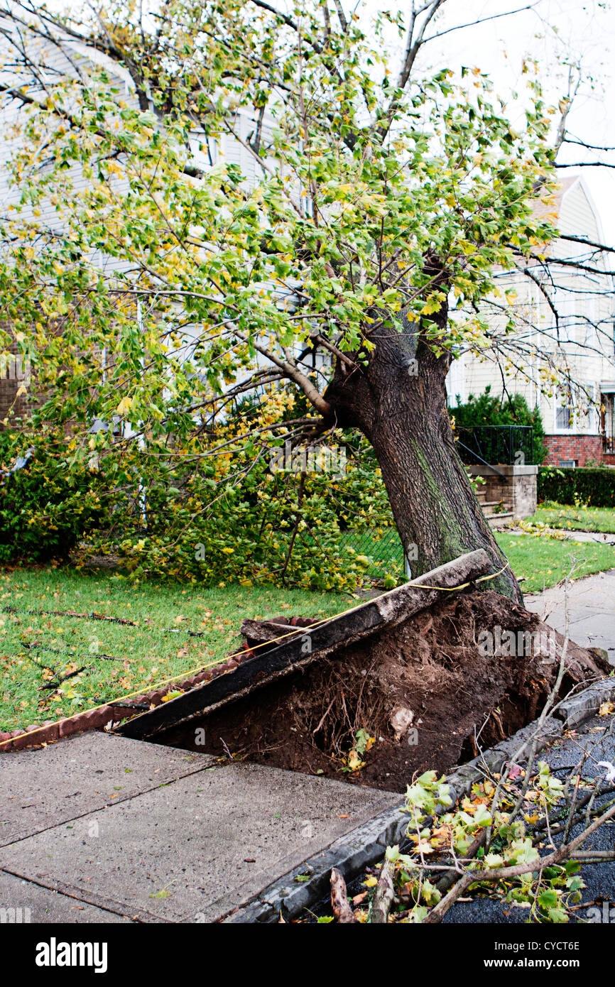 Uprooted tree that fell on house during Super Storm Sandy Stock Photo ...