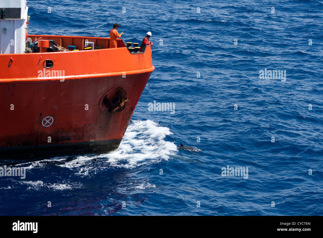 dolphins bow riding with supply vessel Marlin, working as a gurad ...