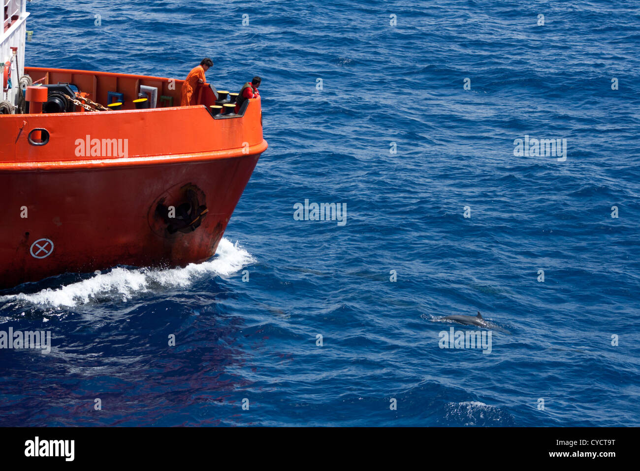 dolphins bow riding with supply vessel Marlin, working as a gurad ...