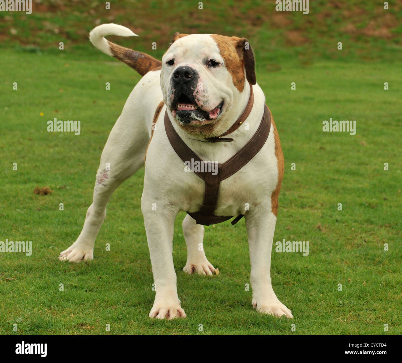 At What Age Is A American Bulldog Full Grown