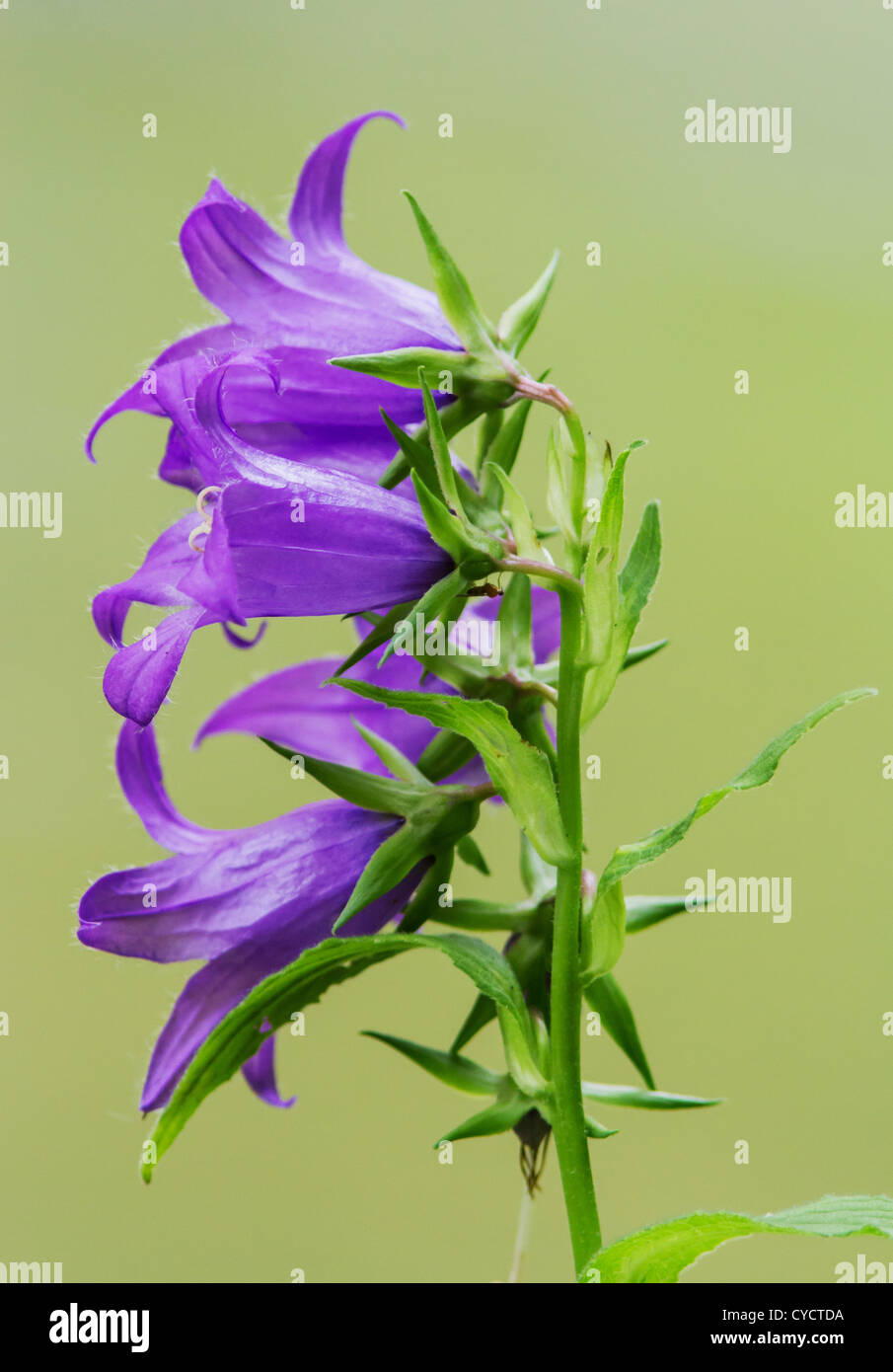 Giant Bellflower Campanula latifolia lateral view of bell shaped dark ...