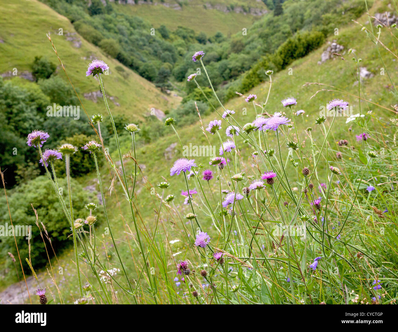 Field Scabious Knautia arvensis growing on the sloping limestone ...