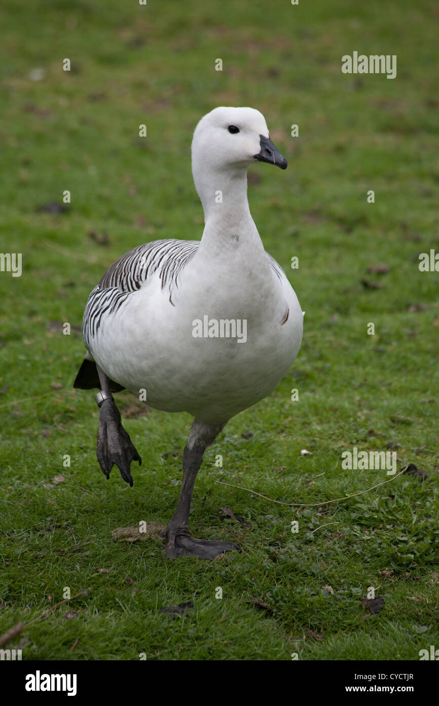 chloephaga picta Upland goose with one leg raised standing on grass ...