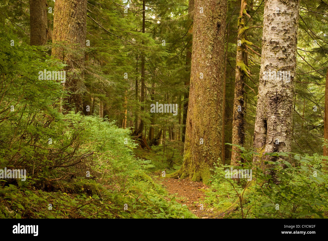 WA04841-00...WASHINGTON - The Pete Creek Trail up Colonel Bob in the ...