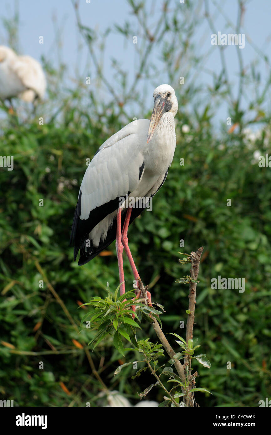 Uppalapadu bird sanctuary hi-res stock photography and images - Alamy