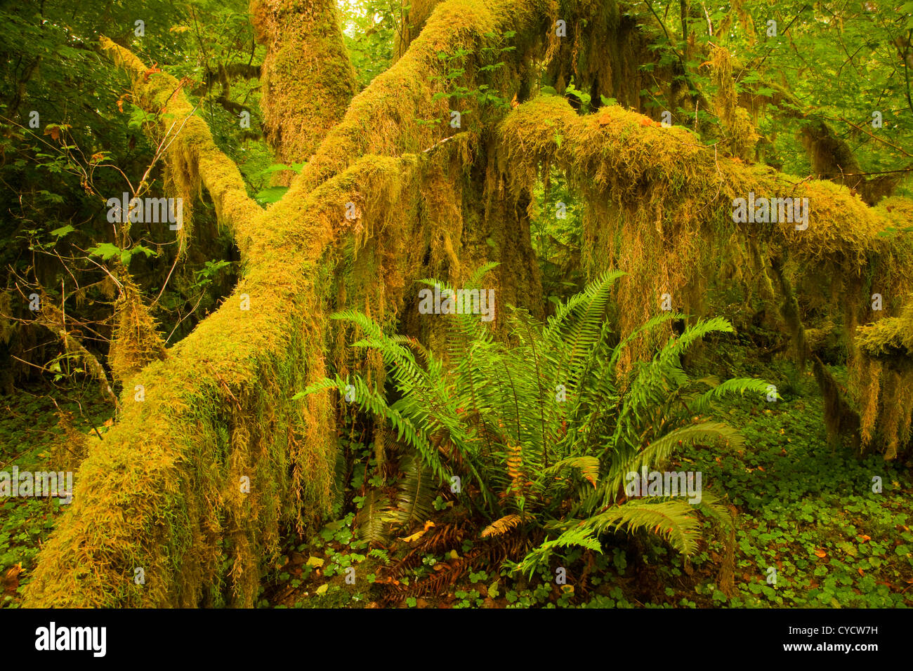 Queets rain forest hi-res stock photography and images - Alamy