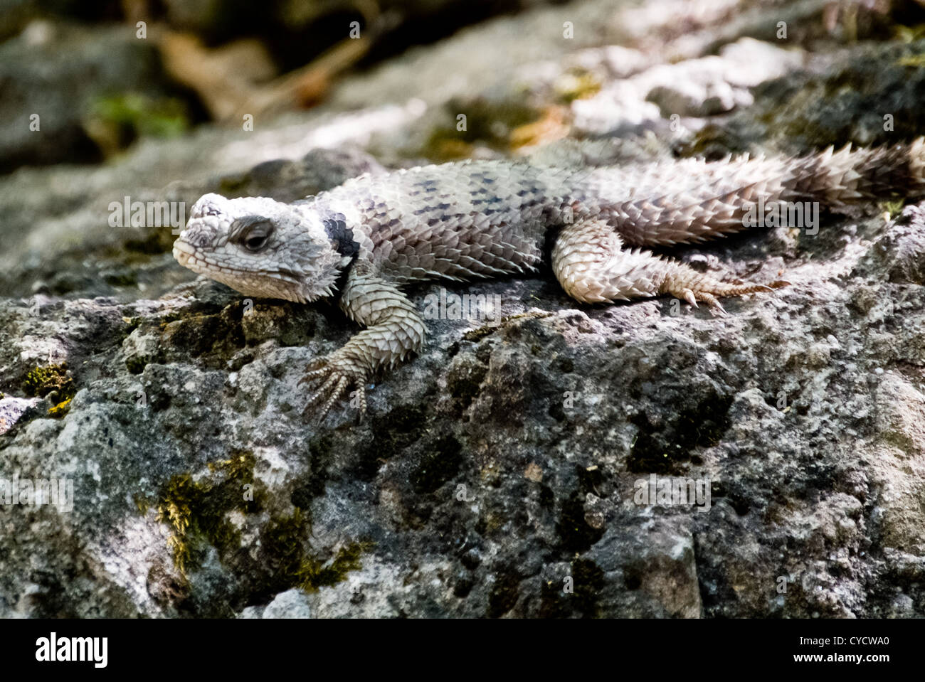 Spiny crevice lizard hi-res stock photography and images - Alamy