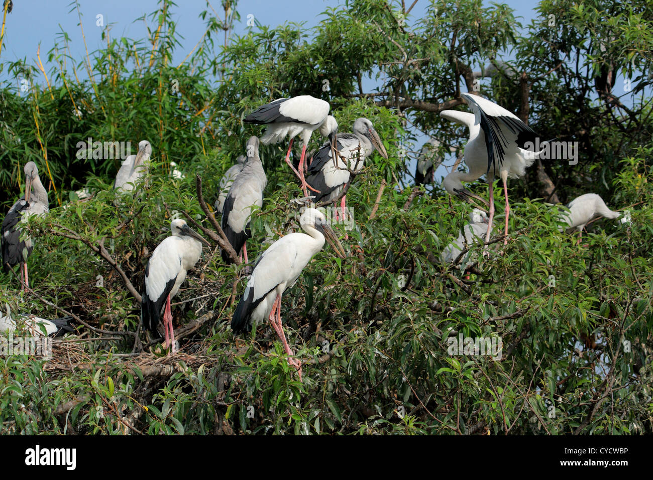 Asian, Openbill, Stork, Ranganthittu Bird Sanctuary Karnataka, India ...