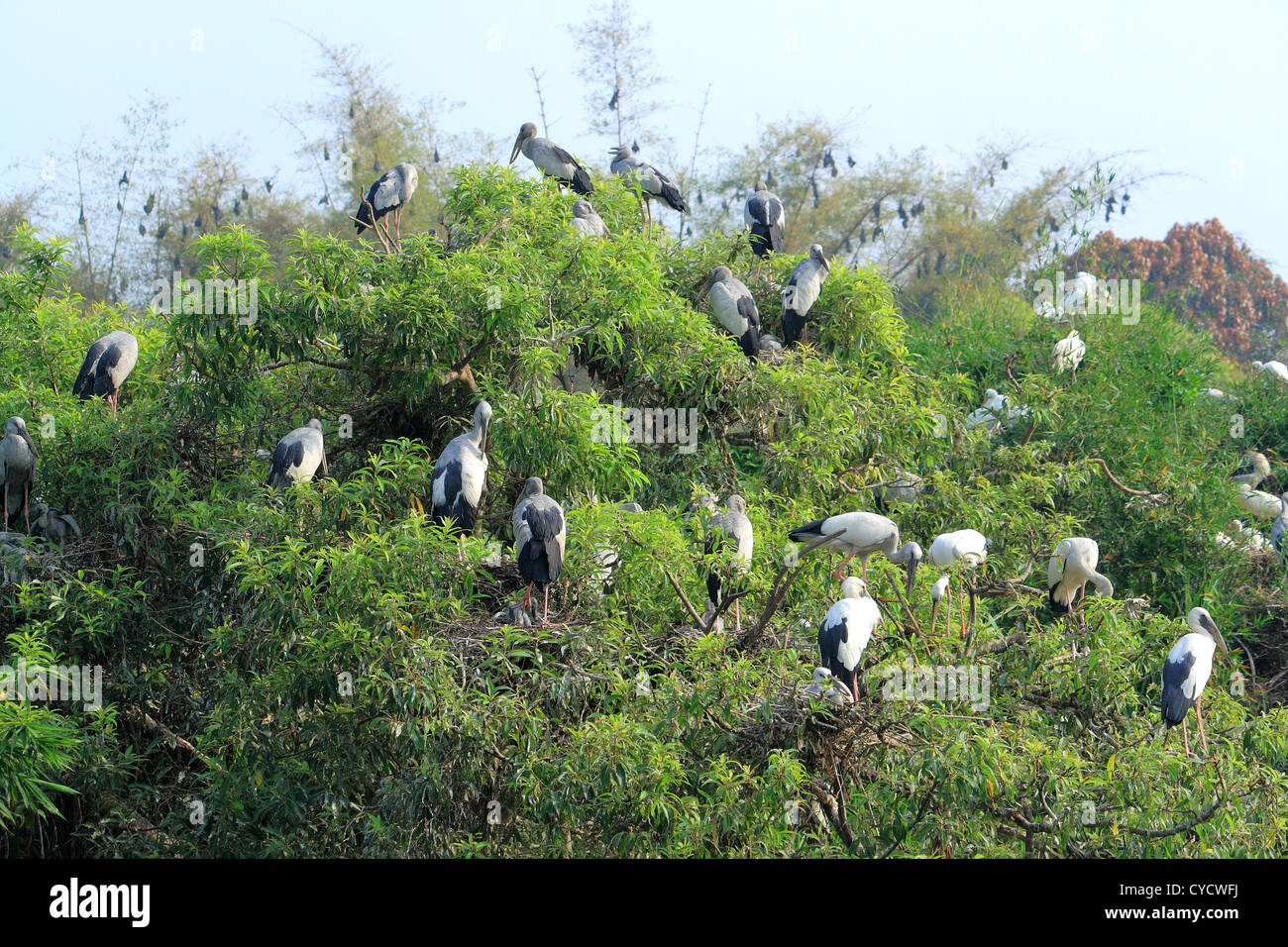 Ranganthittu Bird Sanctuary Karnataka, India Stock Photo - Alamy