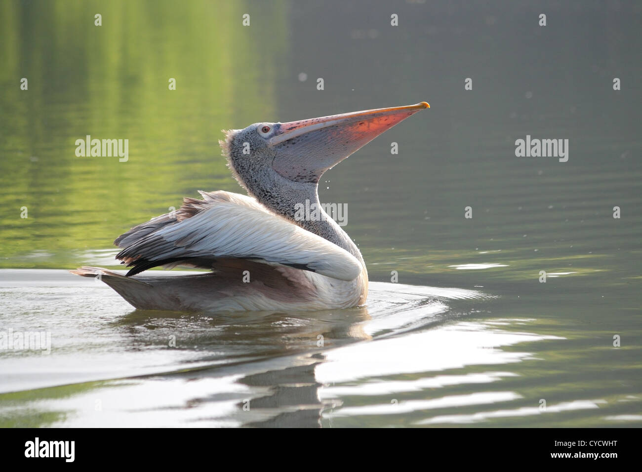 Grey Pelican, Ranganthittu Bird Sanctuary, Karnataka, India Stock Photo ...