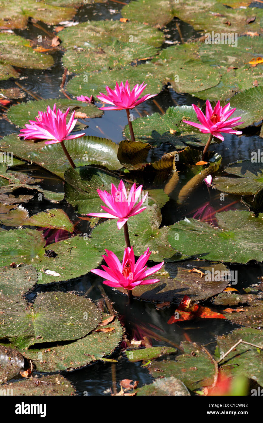 Water-lily, star lotus, India Stock Photo - Alamy