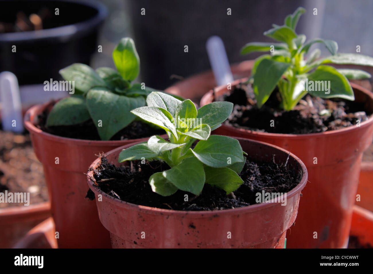 Petunia plug plants hi-res stock photography and images - Alamy