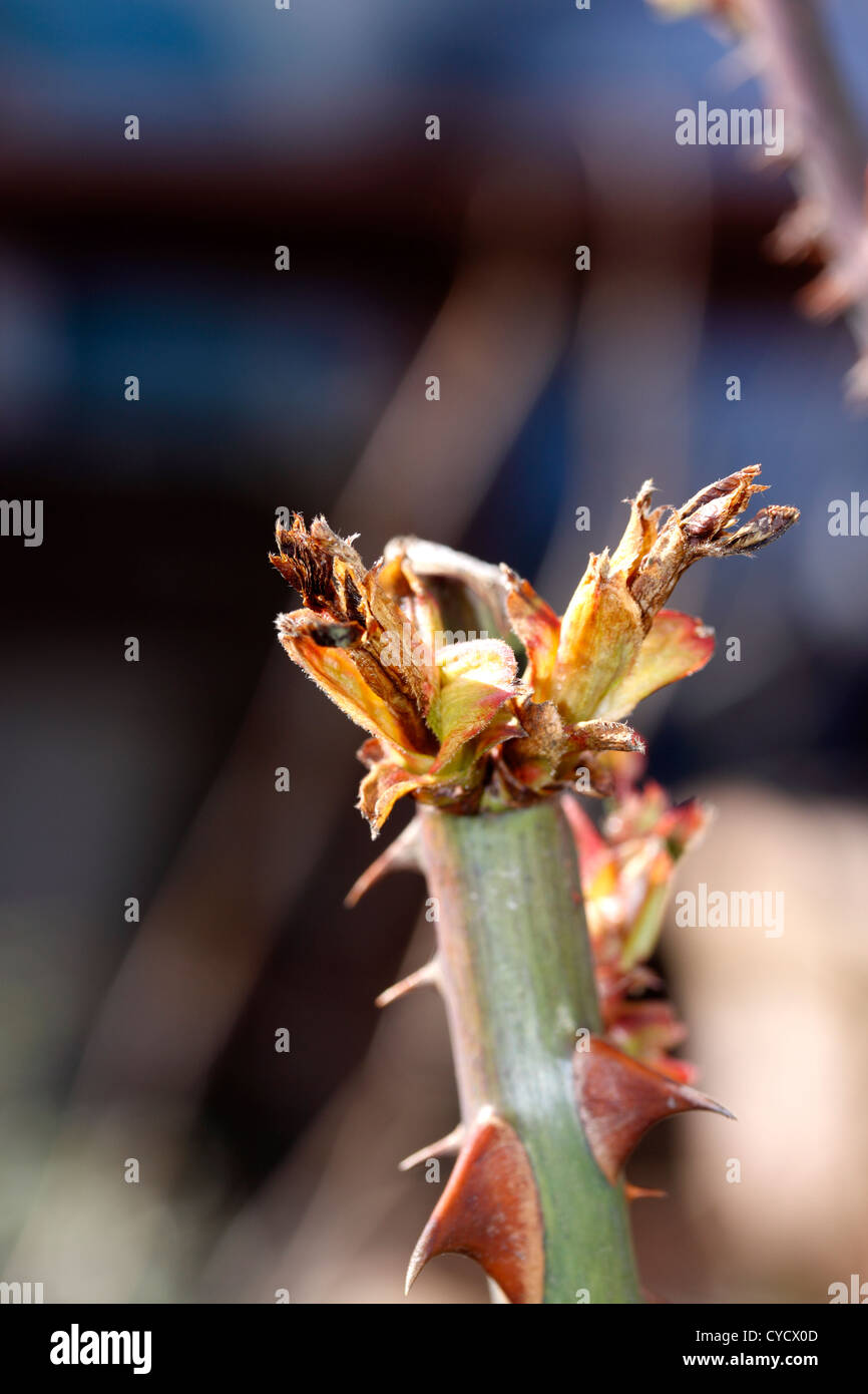 Frost damaged plant hi-res stock photography and images - Alamy