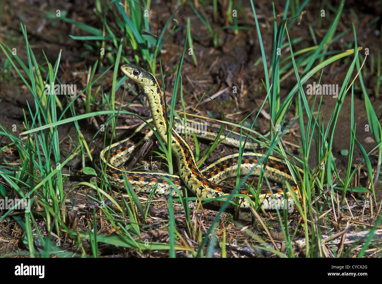 Common gartersnake hi-res stock photography and images - Alamy