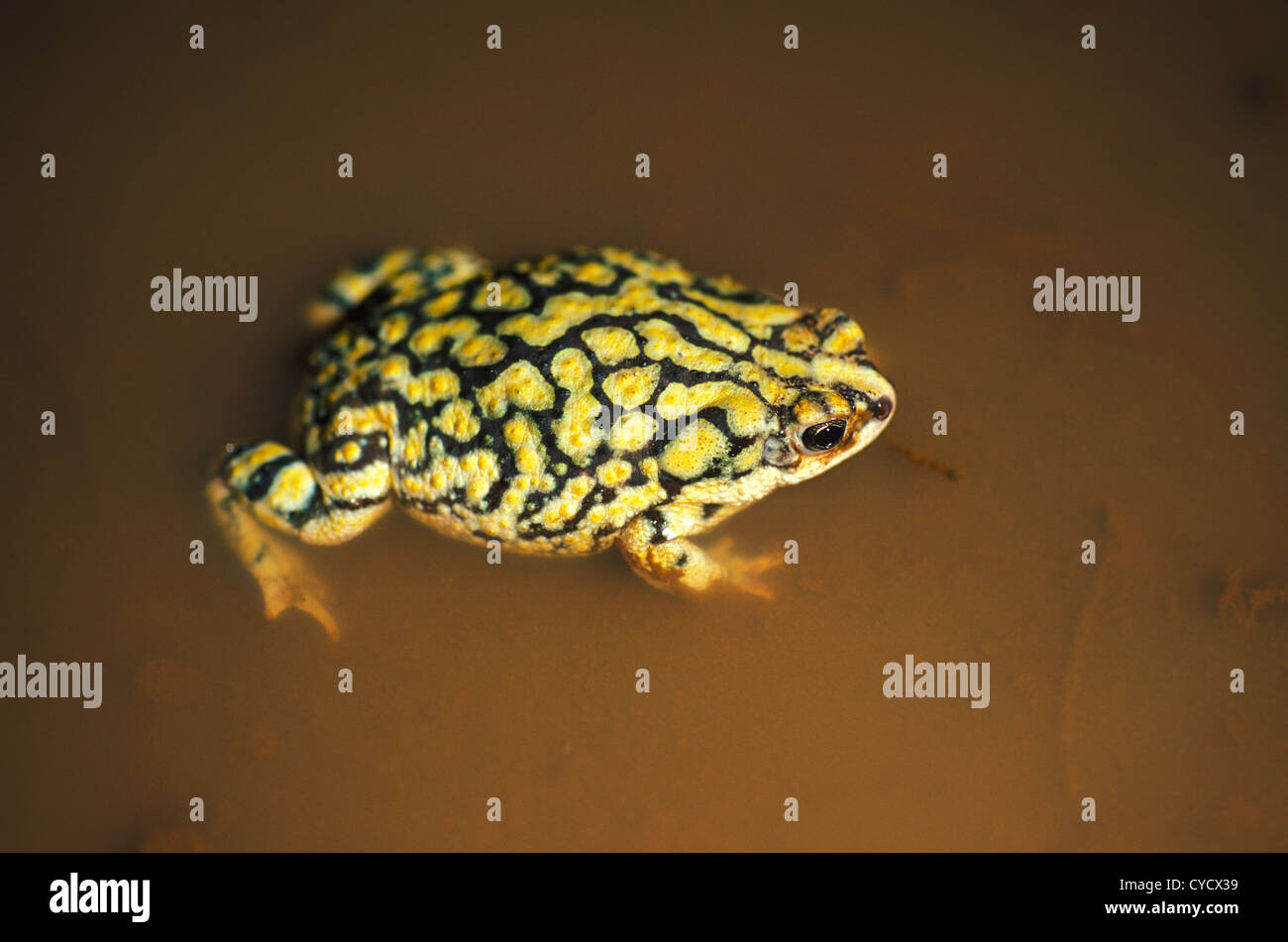 Sonoran Green Toad Bufo retiformis Pinal County, Arizona, United States ...