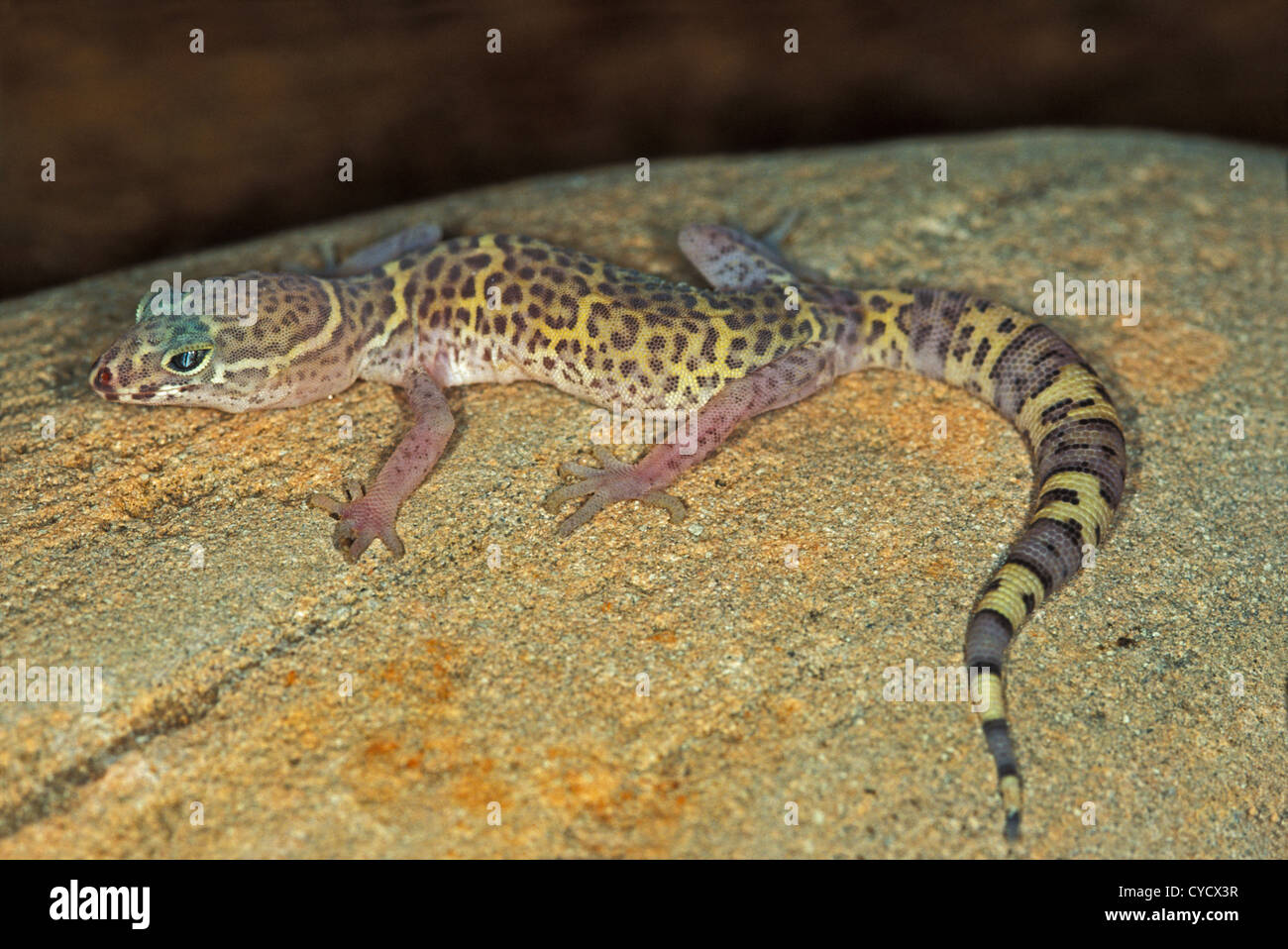 Texas Banded Gecko Coleonyx brevis Brewster County, Texas, United ...