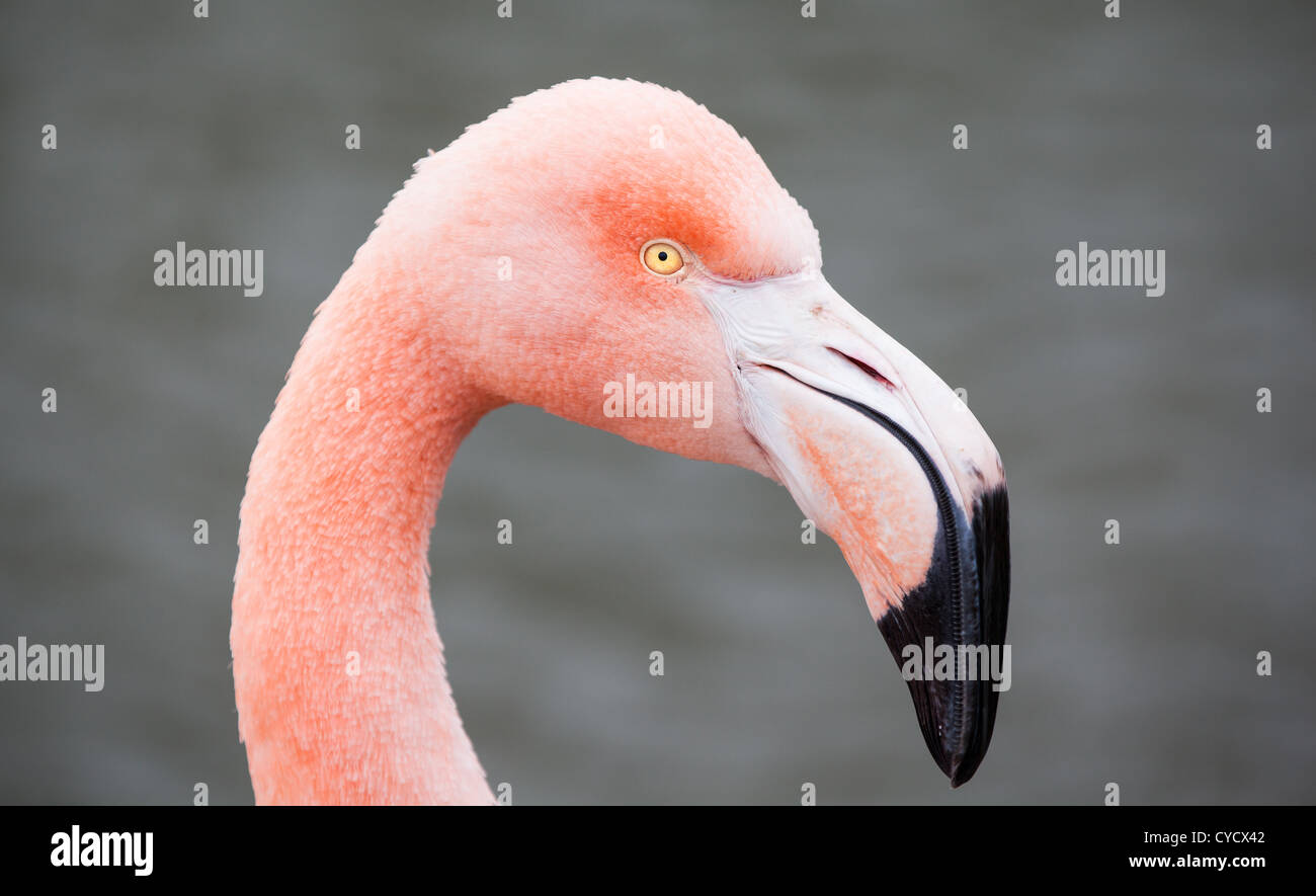 Flamingo head profile hi-res stock photography and images - Alamy