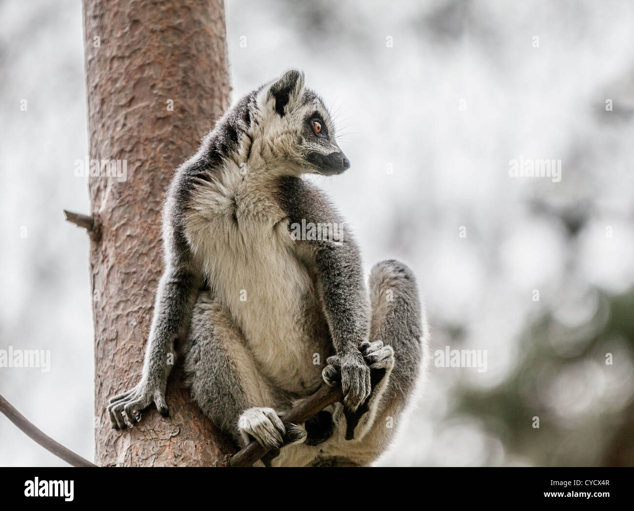 Fluffy lima hi-res stock photography and images - Alamy