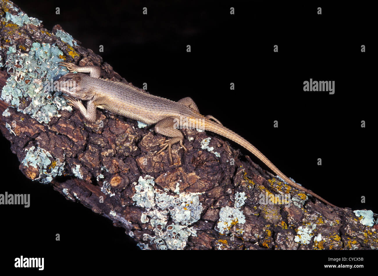 Texas Spiny Lizard Sceloperous olivaceus Kickapoo Caverns State Park ...