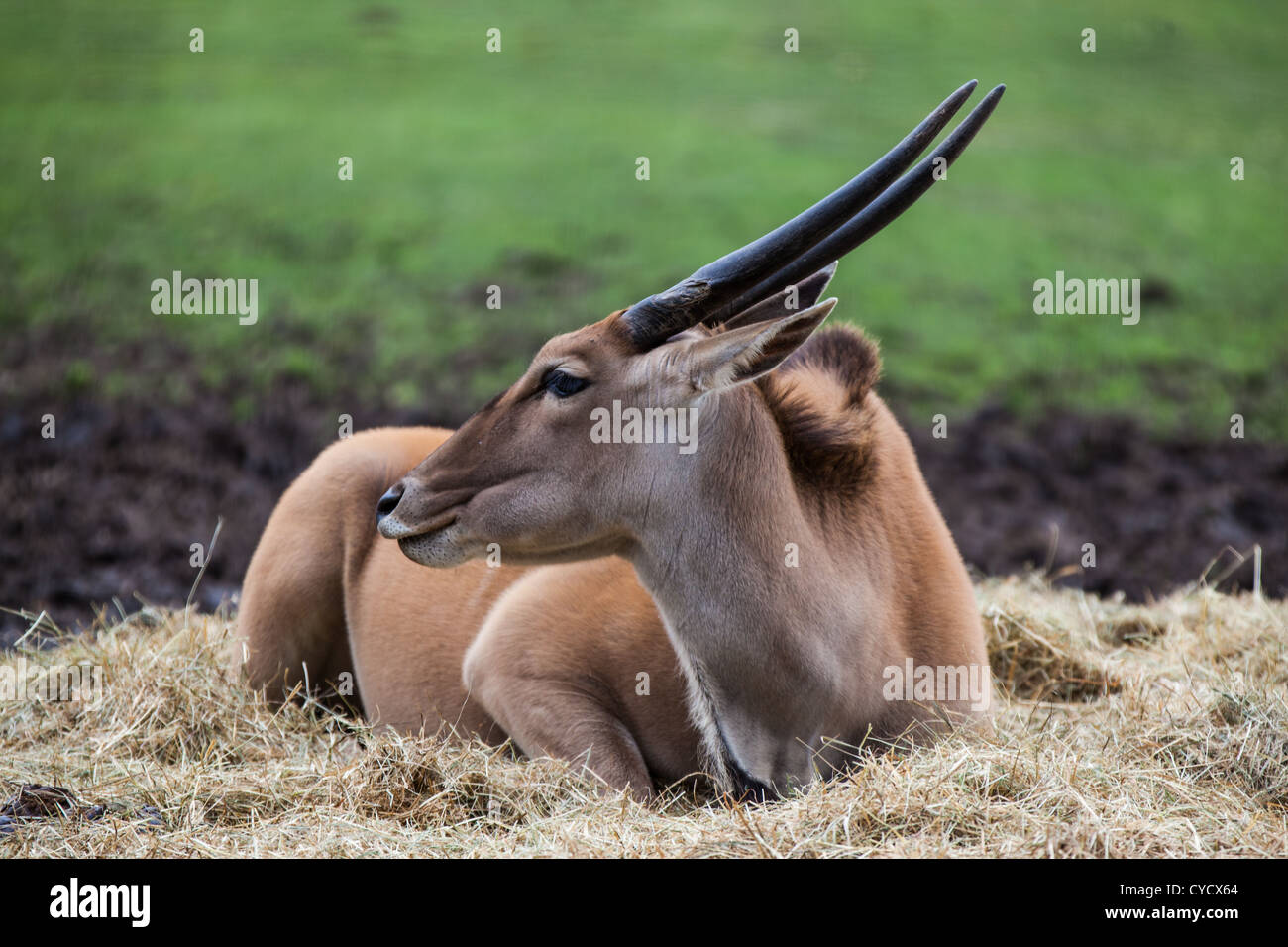 Elan antelope hi-res stock photography and images - Alamy