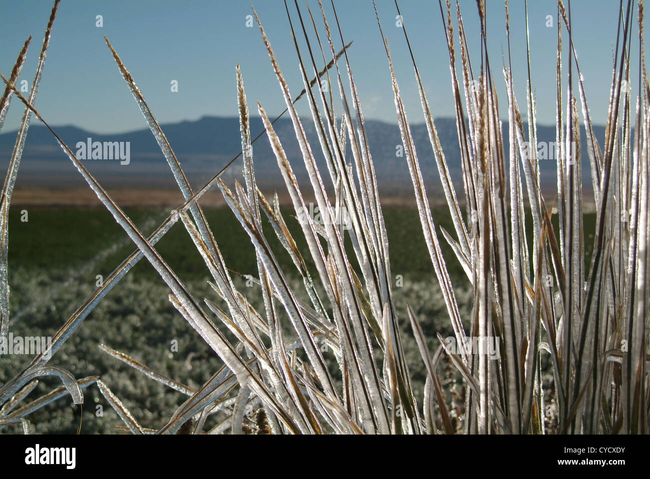 Ice on blades of grass in an agricultural field after irrigation in ...