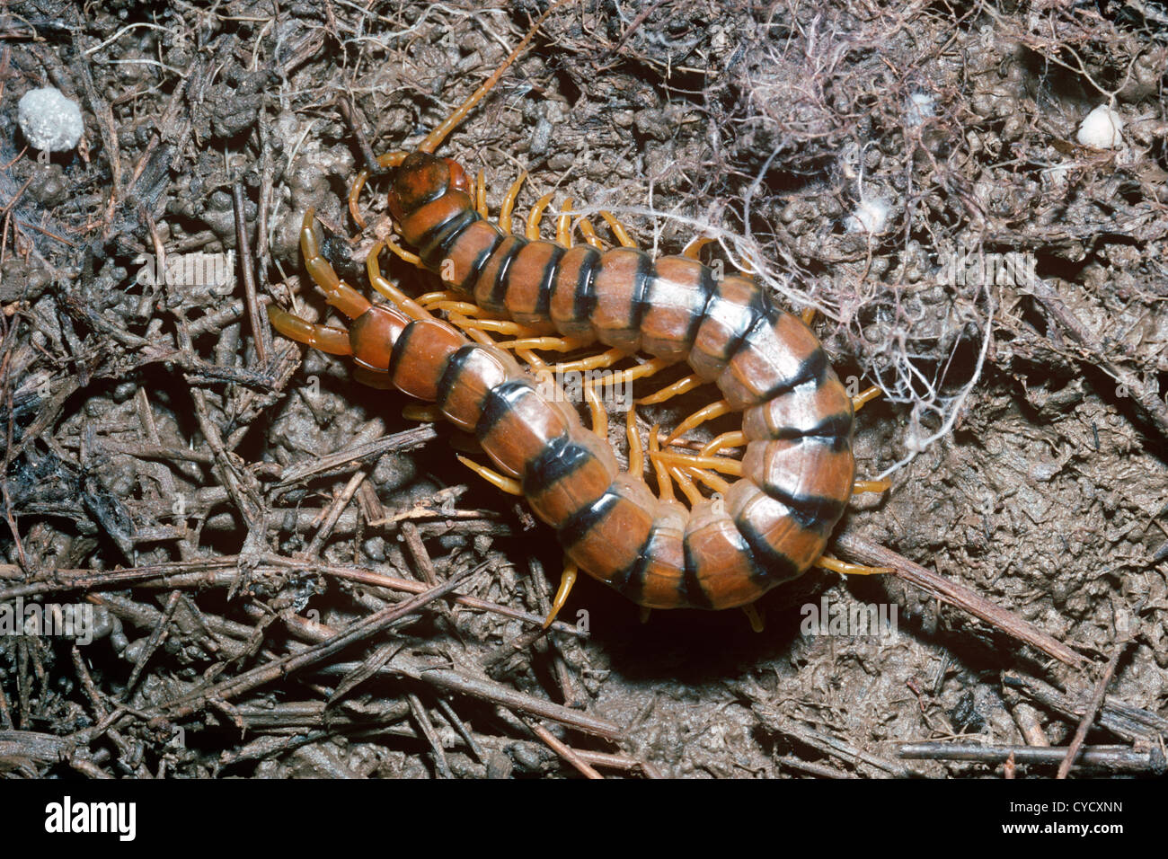 Megarian banded centipede hi-res stock photography and images - Alamy