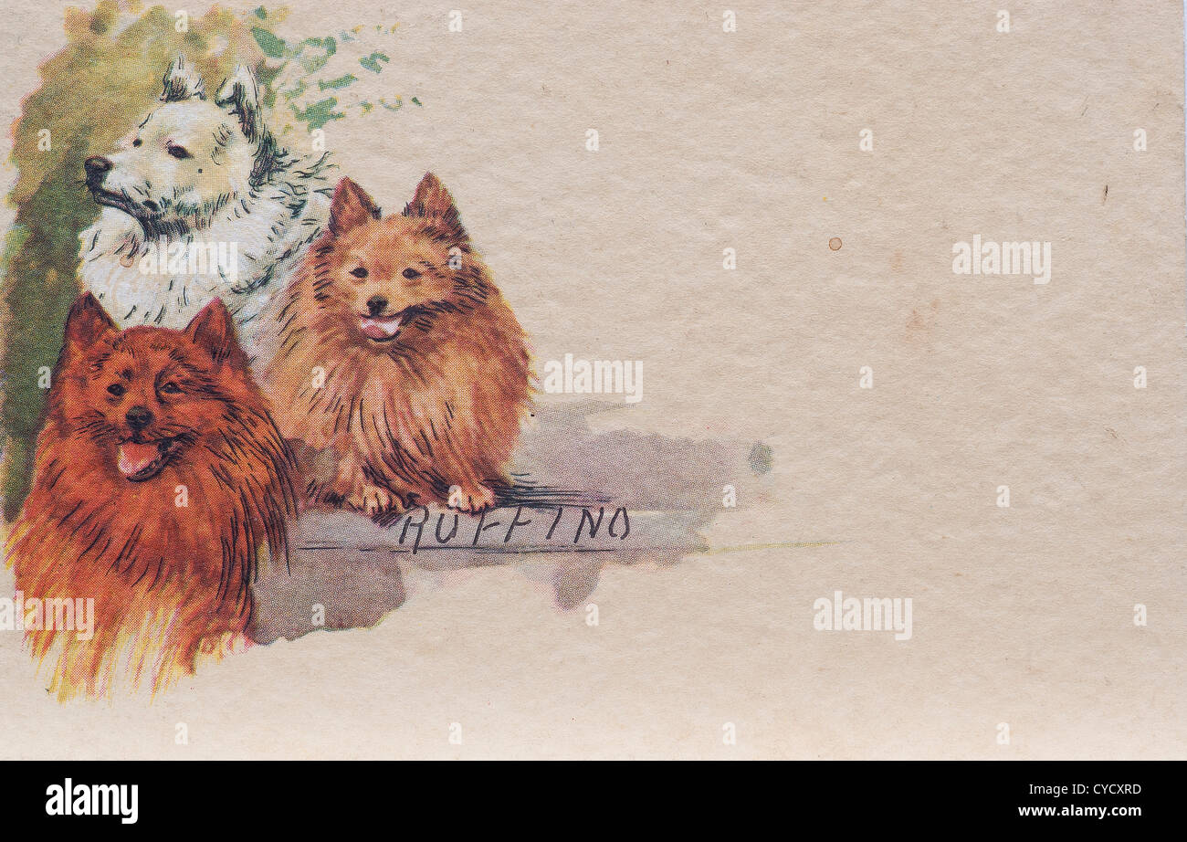 three dogs in an old postcard Stock Photo - Alamy