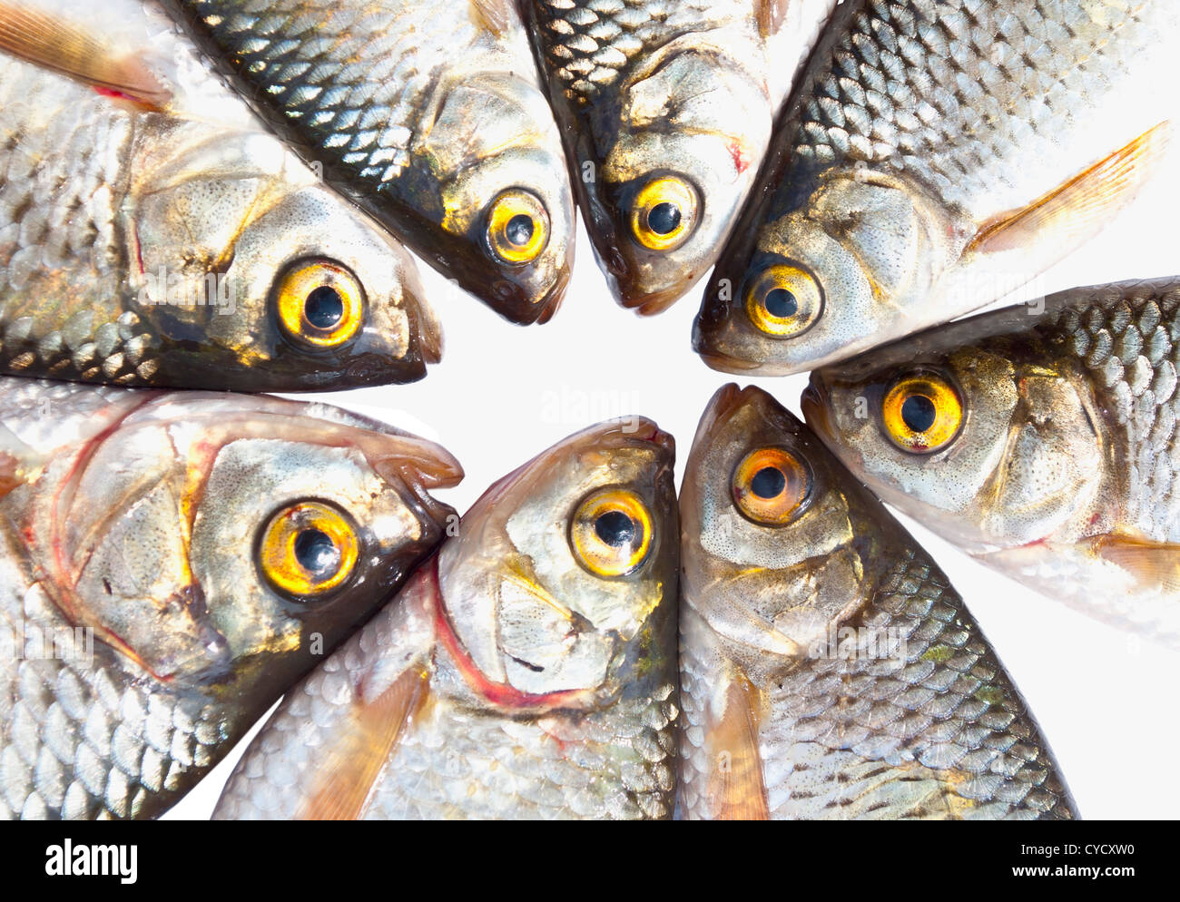 Fish isolated on white background Stock Photo - Alamy