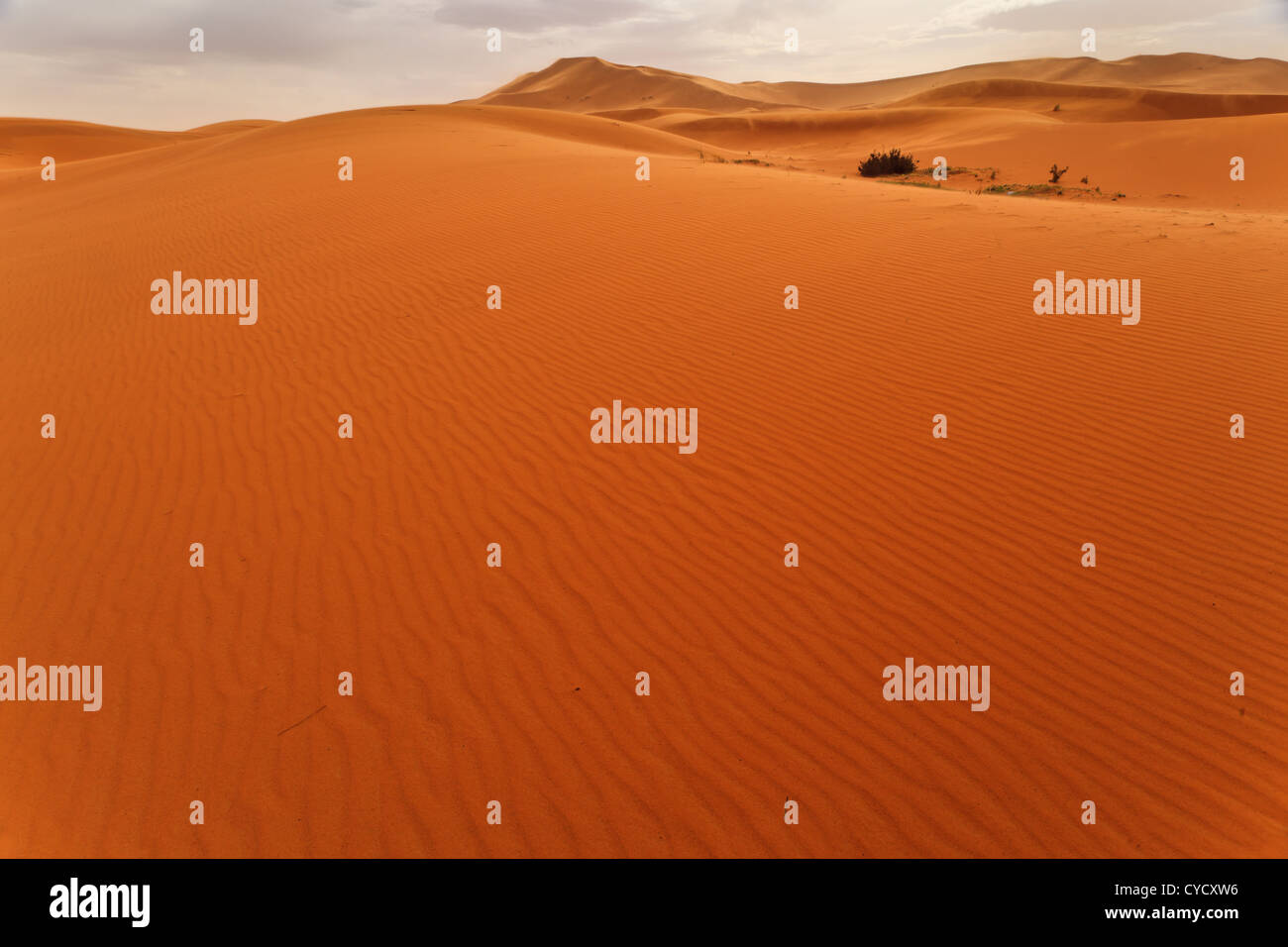 Wind rippled expanse of sand dune with glimpse of oasis in Sahara ...