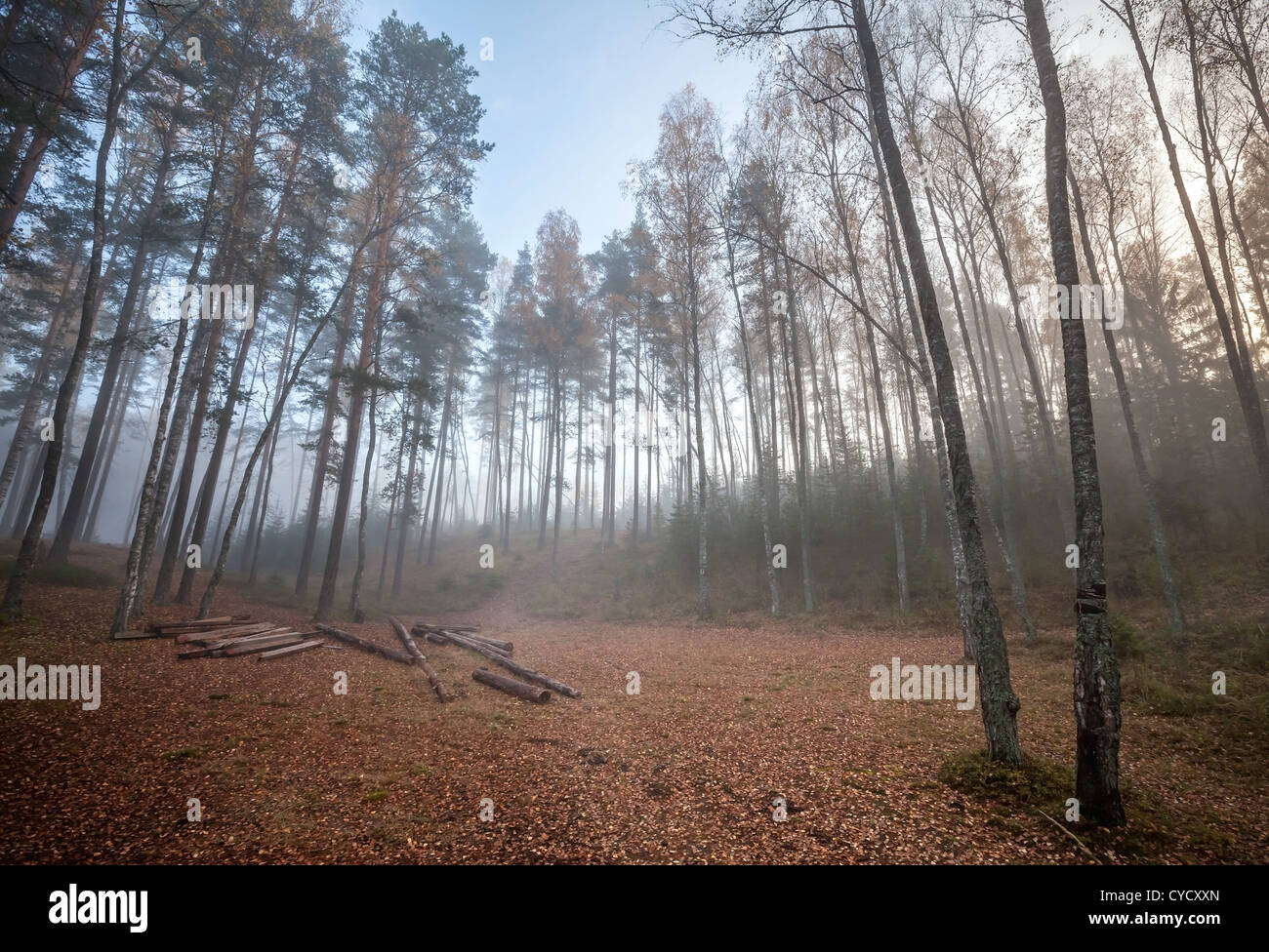 Forest clearing with logs in autumnal foggy morning Stock Photo - Alamy
