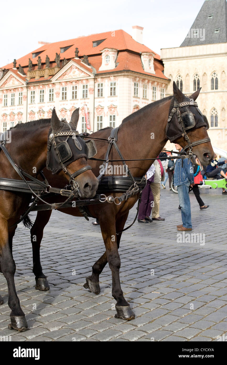 Queues Of Horse Drawn Carriages High Resolution Stock Photography and ...