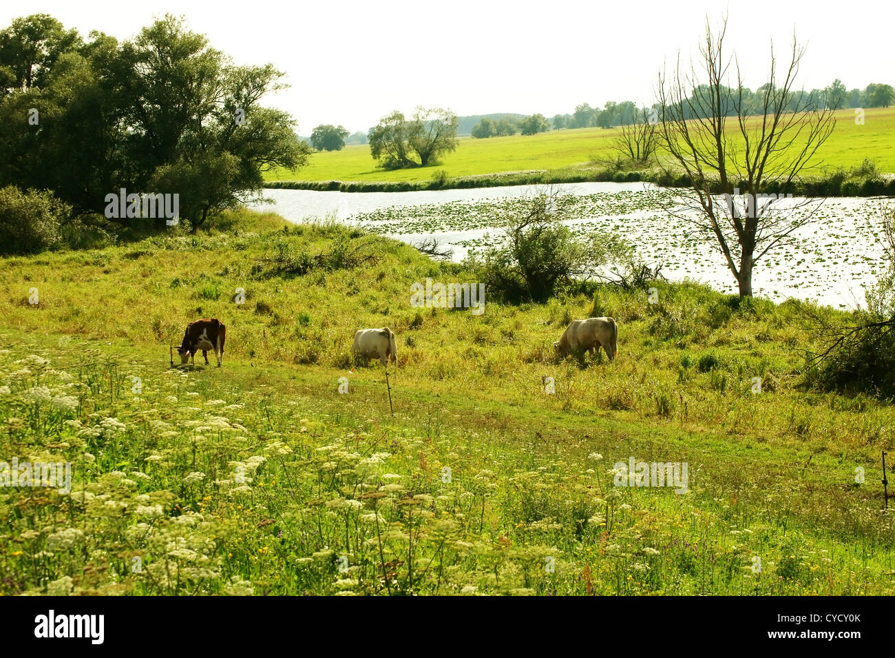 Cows on the pasture Stock Photo - Alamy