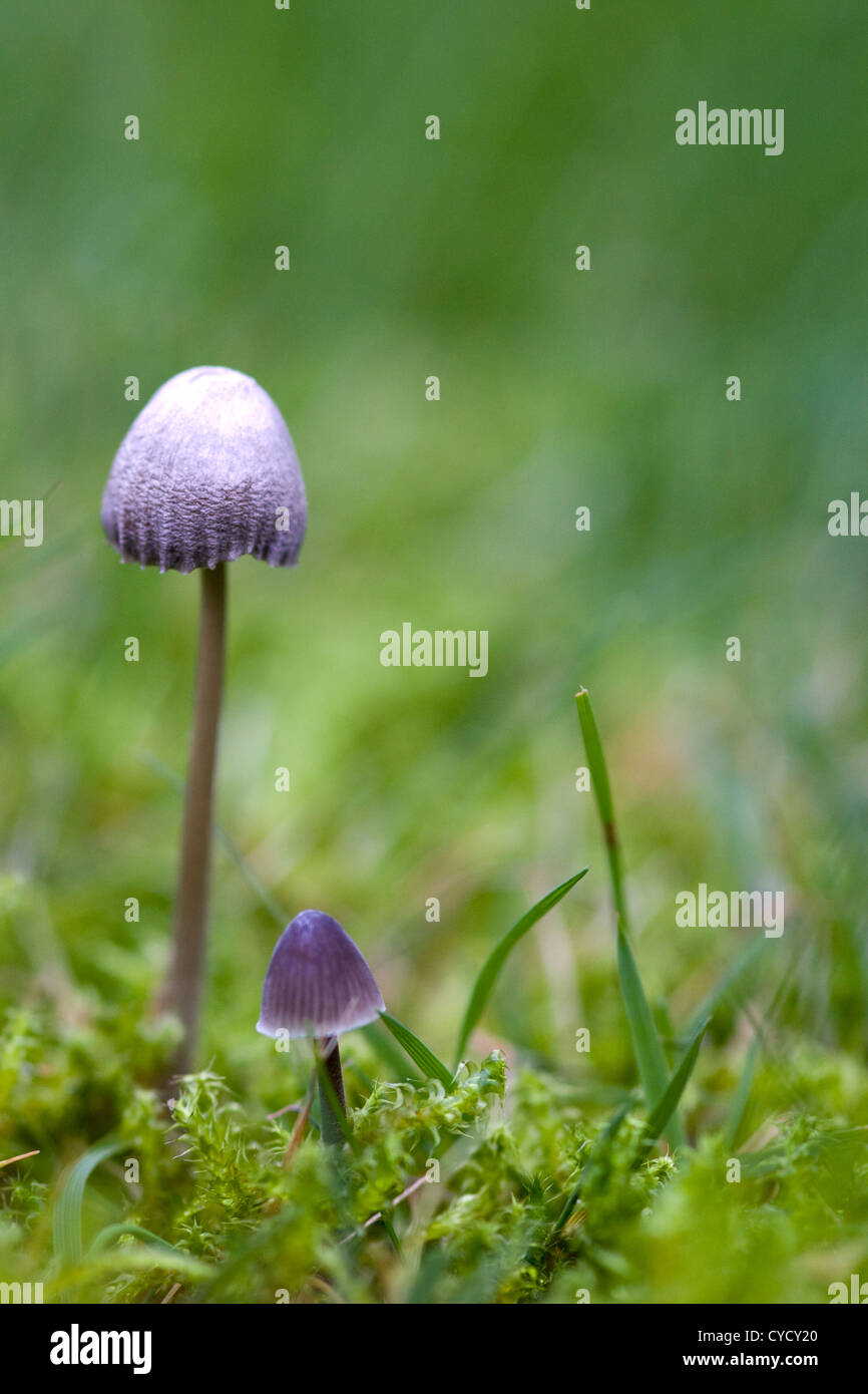 Mushrooms Sprouts in the Grass Stock Photo - Alamy